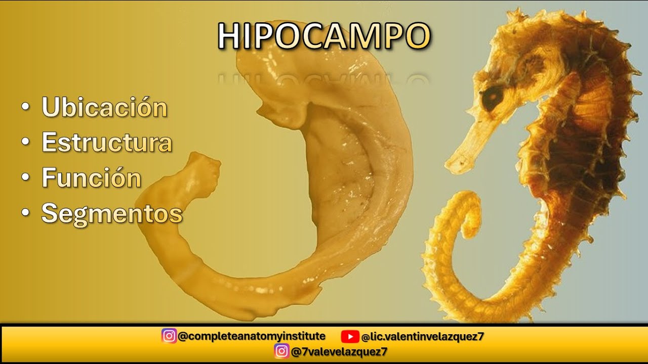 Anatomía Del Hipocampo