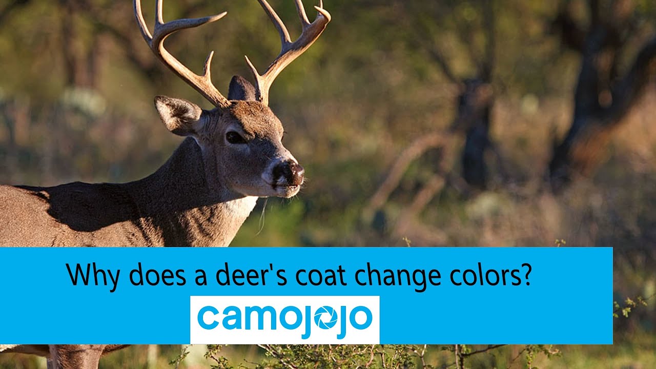 【Camojojo】Why does a deer's coat change colors? - YouTube