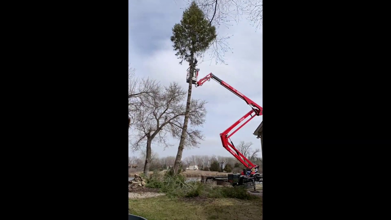Leaning Spruce Towards House - YouTube