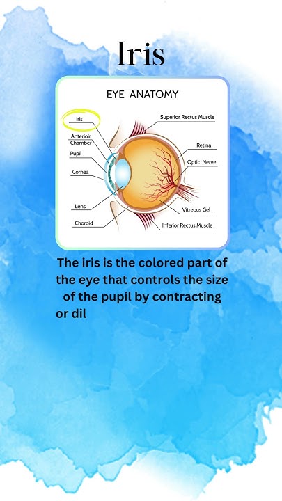 THE EYE | IRIS | FUNCTION - YouTube