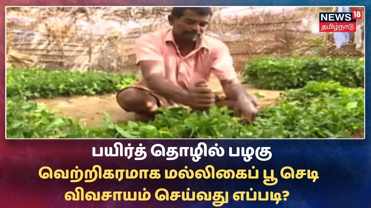 பயிர்த் தொழில் பழகு: வெற்றிகரமாக மல்லிகைப் பூ செடி விவசாயம் செய்வது ...