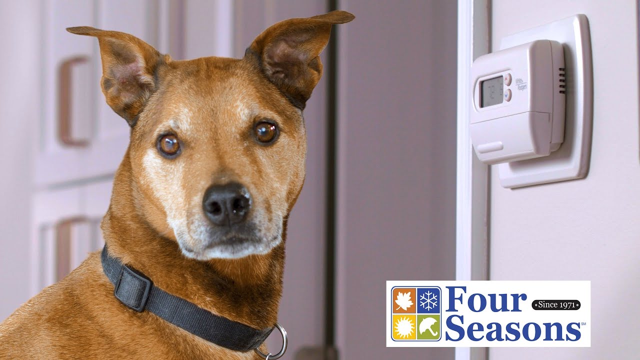 2022 Toby the dog Tune-up spot - YouTube