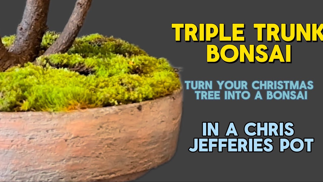 Triple trunk, BONSAI, From my Christmas tree to a BONSAI, what to do ...