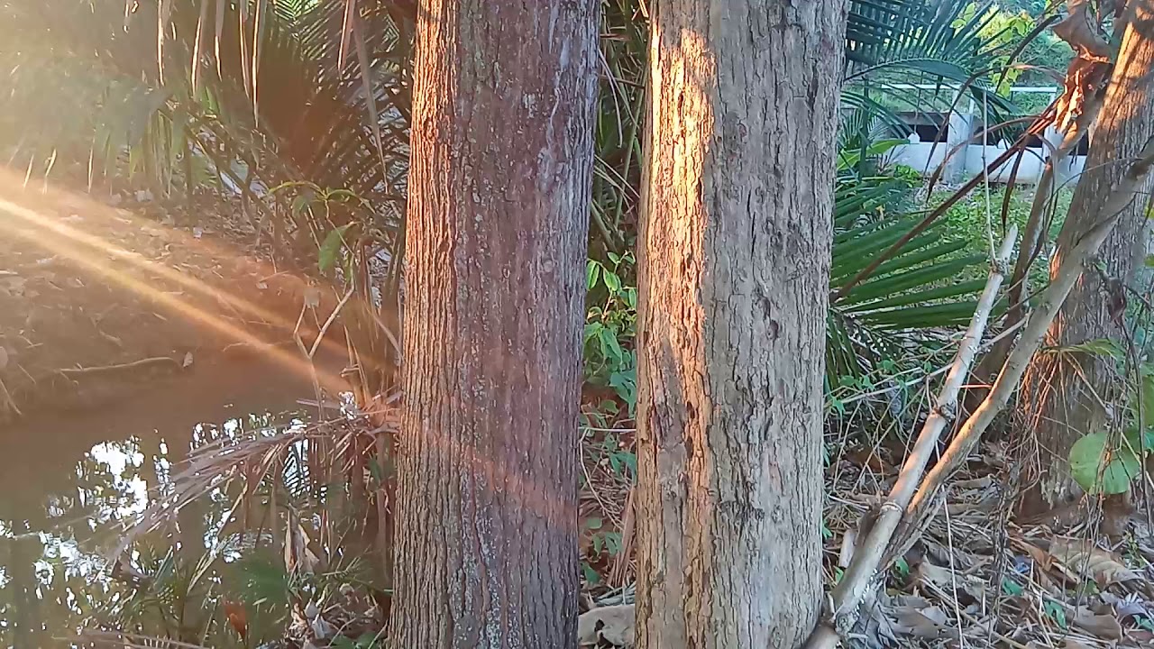 Penampakan disiang bolong "SELIRO kali Gadon" / kawasan Gua Wareh ...