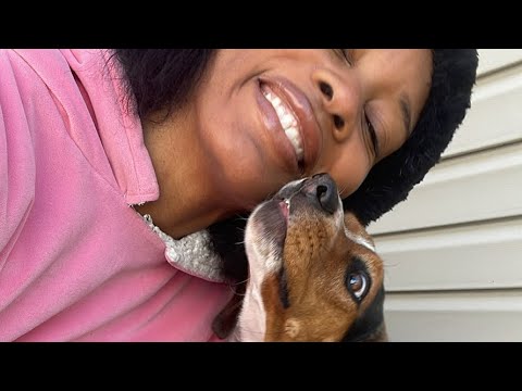 Natty Rocberry is live! Berry Happy Birthday Beagle - YouTube