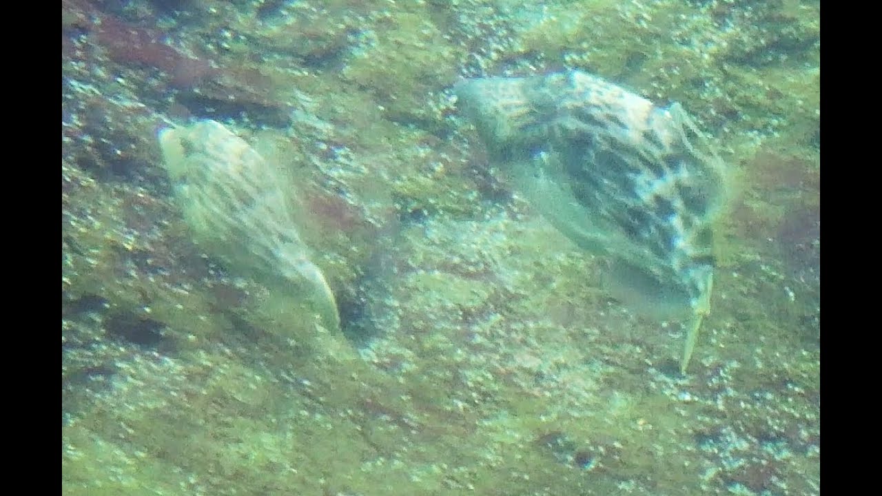 カワハギ Thread-sail filefish Stephanolepis cirrhifer - YouTube
