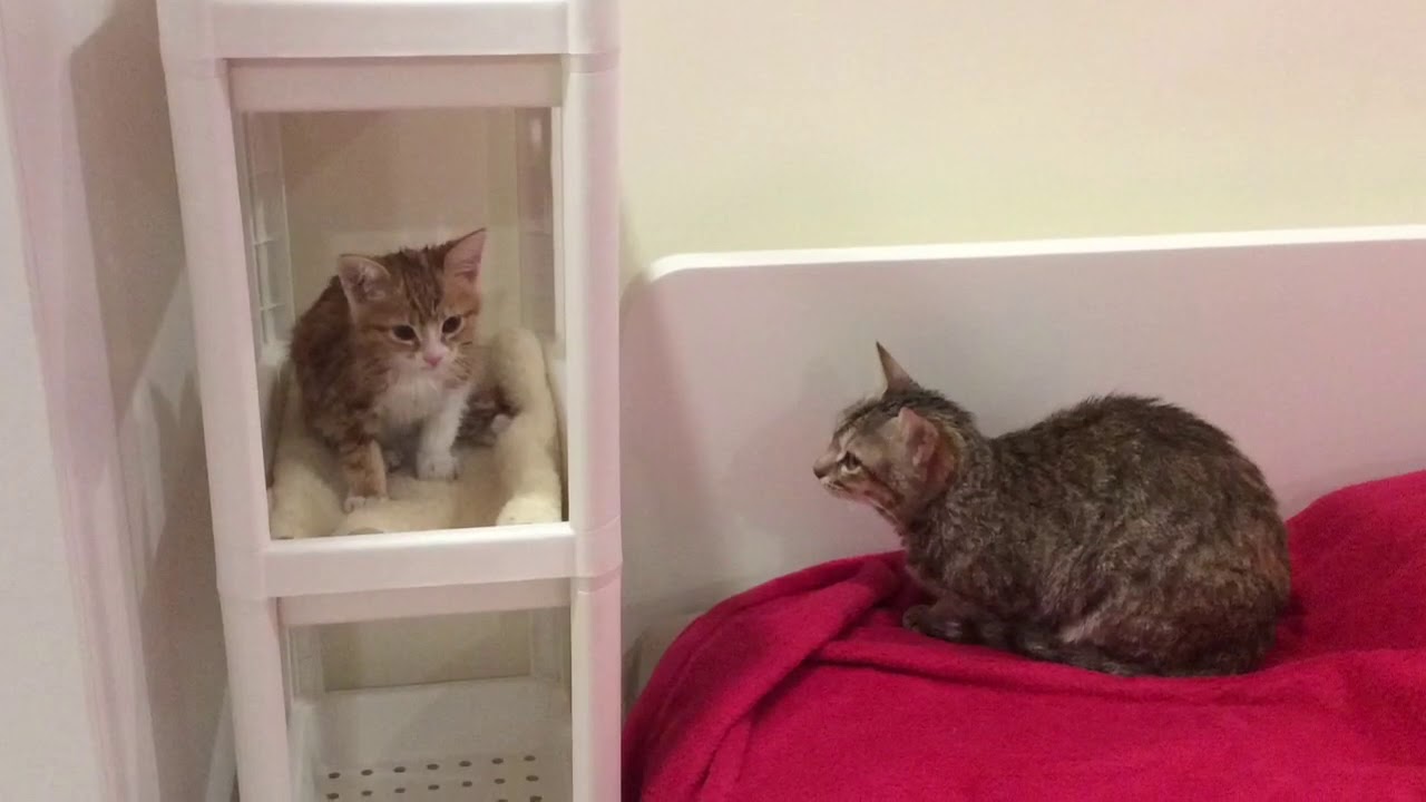 Violet and Simba- 2018 pictures🐱-cute-🐱 - YouTube