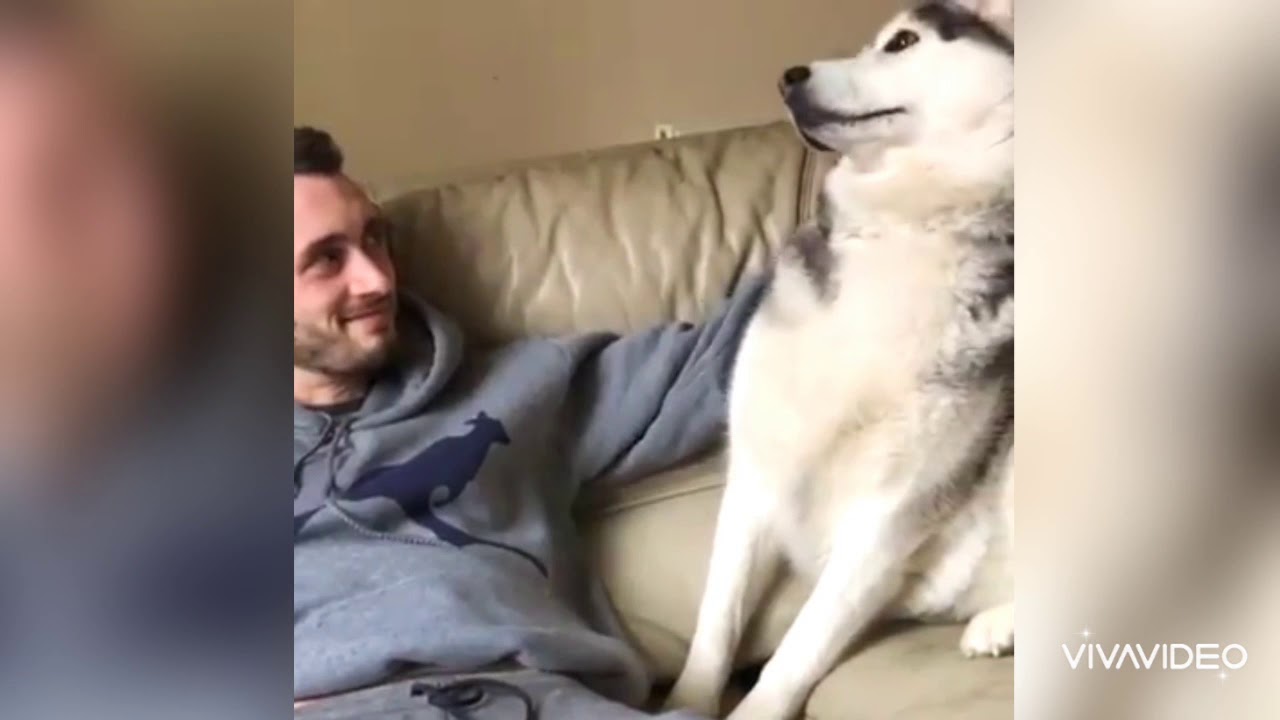 Funny Doggo Compilation - YouTube