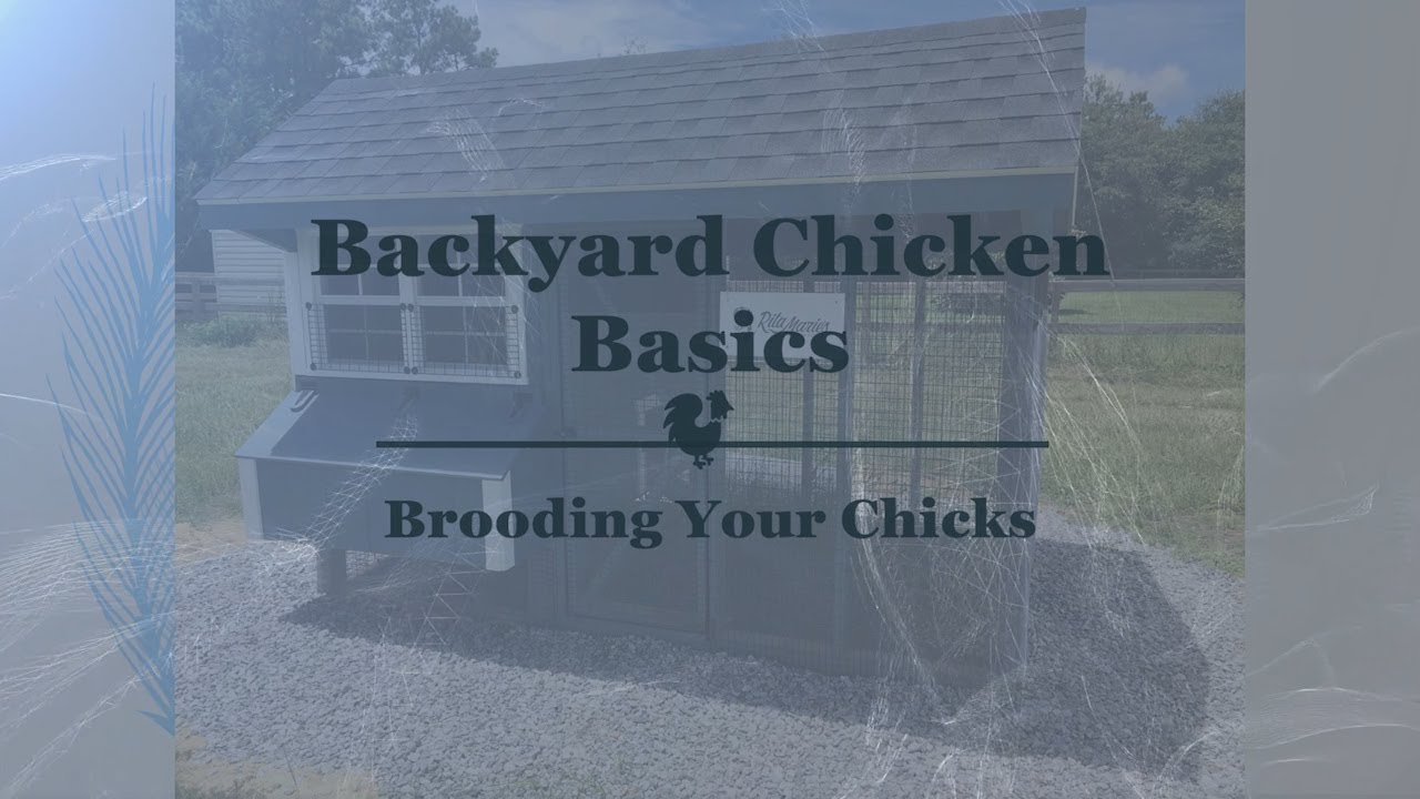 Backyard Chicken Basics: Brooding Your Chicks - YouTube