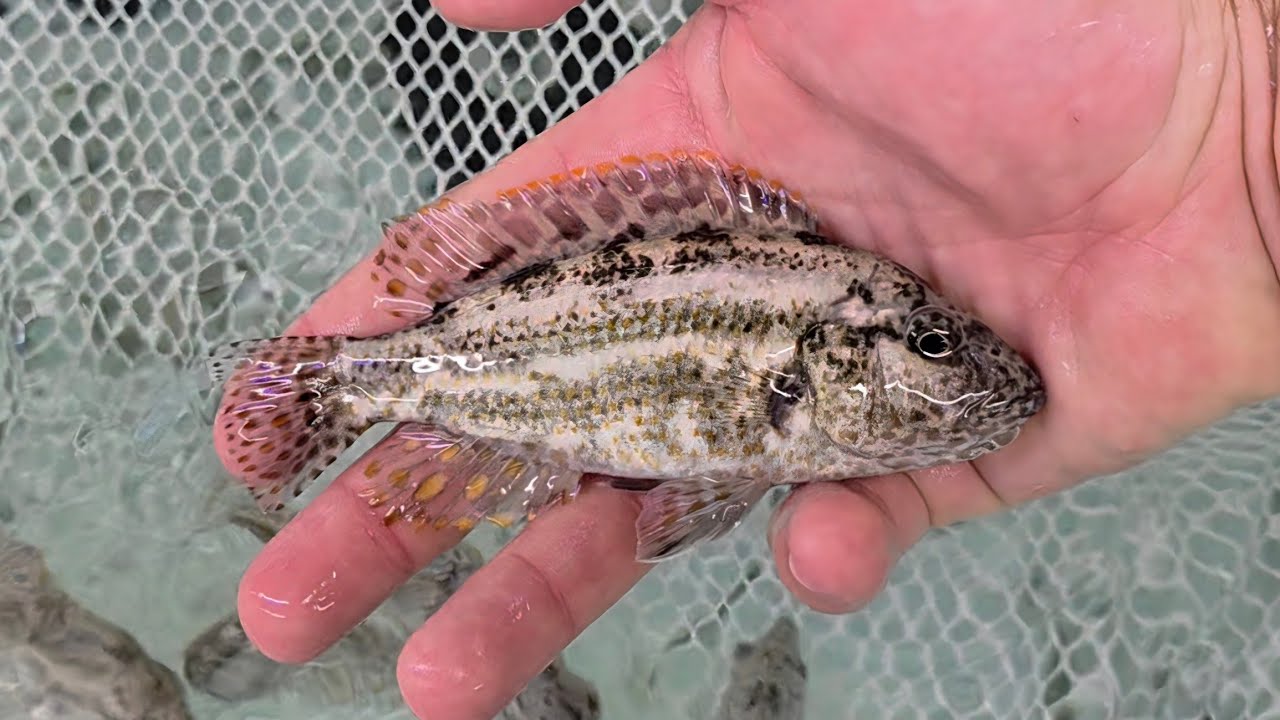 Polystigma Males, Females and Breeder Groups For Sale - YouTube