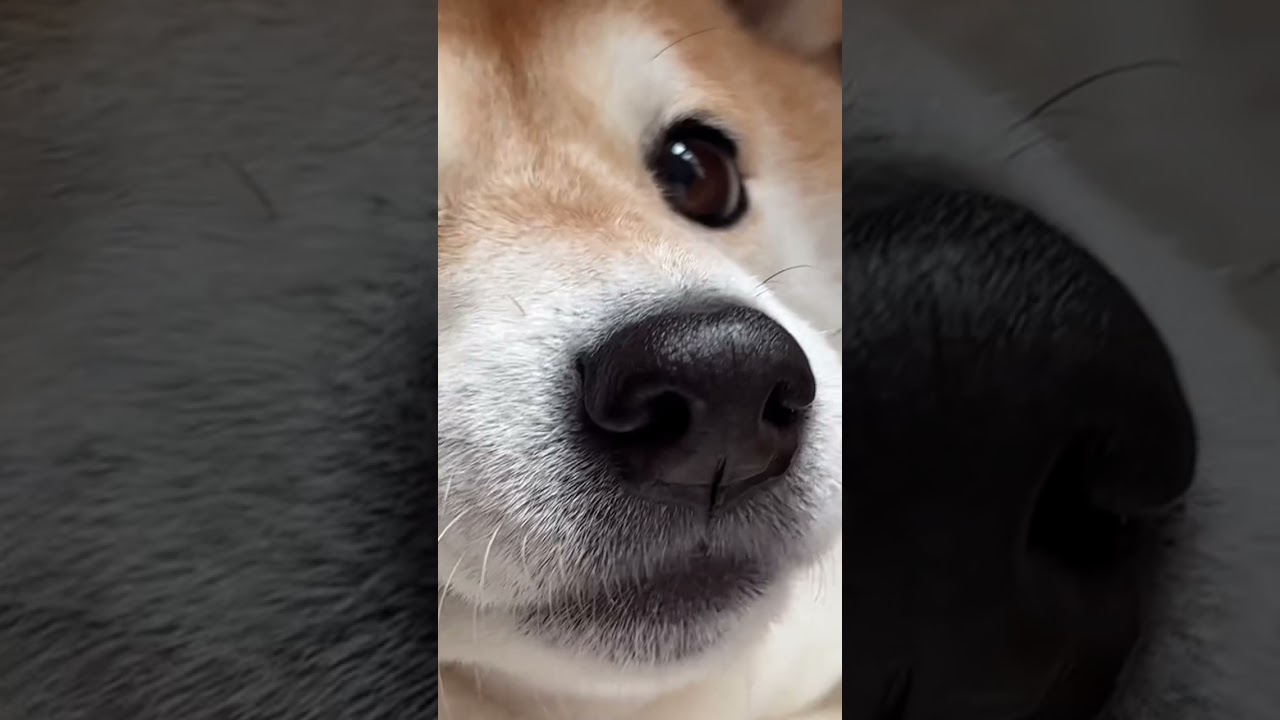Dog rave with Shiba Inu - YouTube