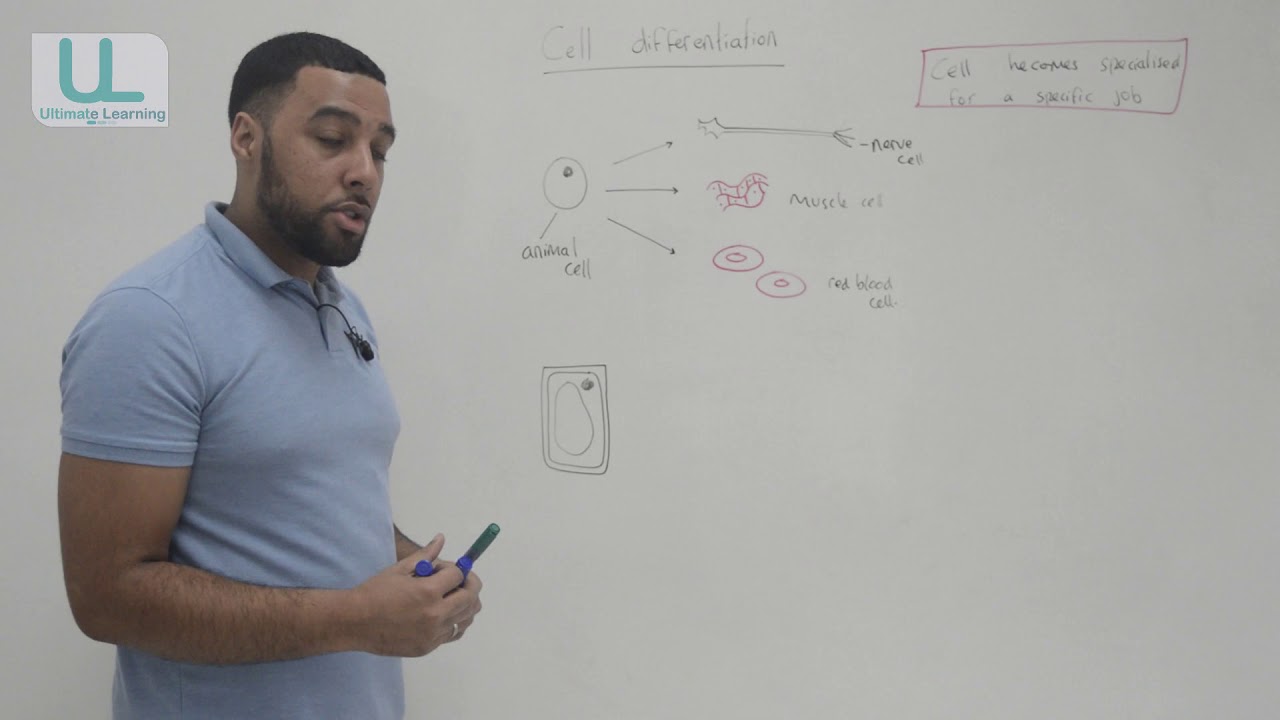 Cell differentiation NEW GCSE 9-1 - YouTube