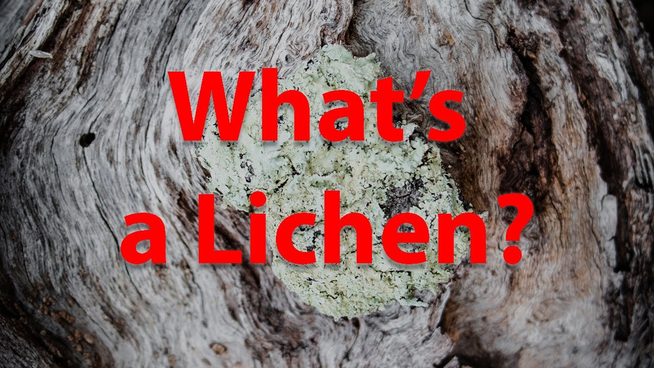 Lichen Photography and the Natural Beauty of It. - YouTube