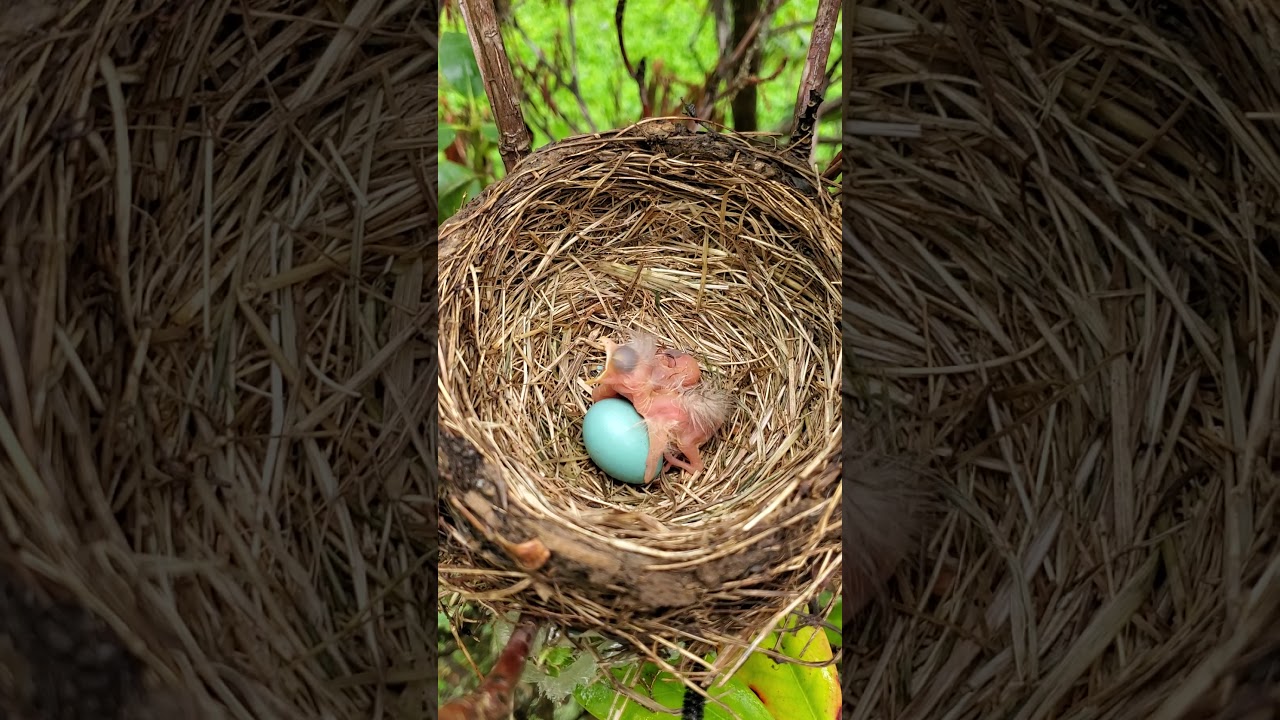 Baby Robins: Day 1 - YouTube