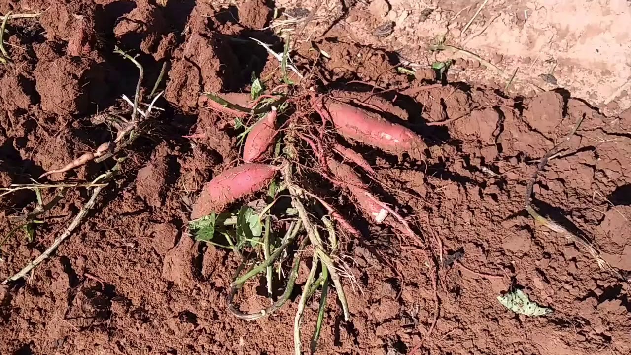 Sweet Potato Digging 2019 - YouTube