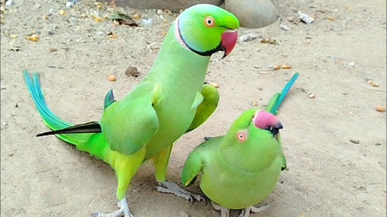 Parrot Jora Live - YouTube