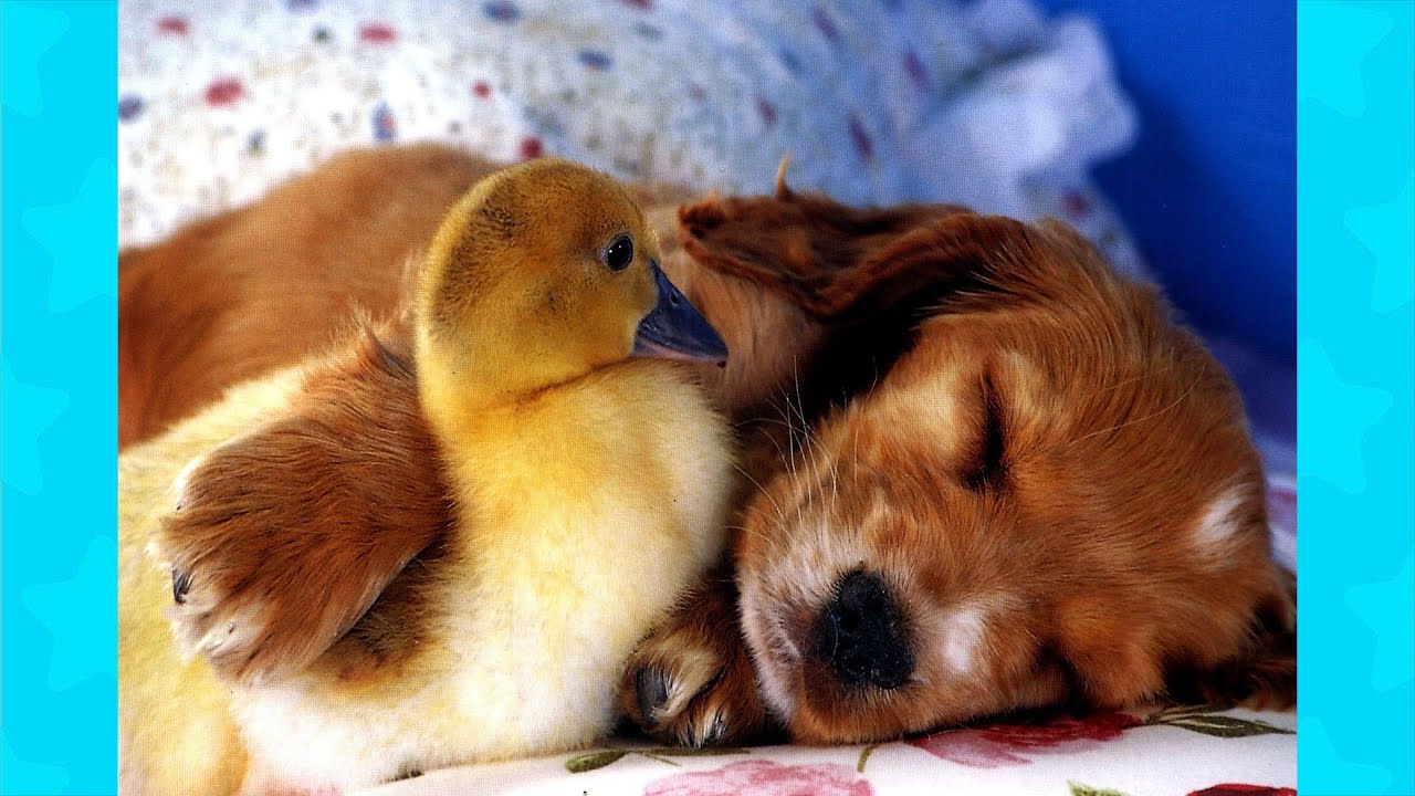 Funny Moments: Dogs And Ducks Have A Funny Friendship ★ Funny Dogs ...