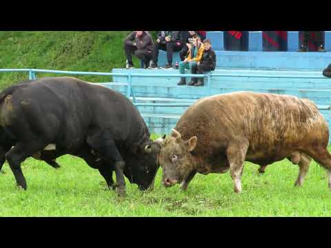 ŠIBONJA VS SOKOL ZIMČA 2023 KORIDA