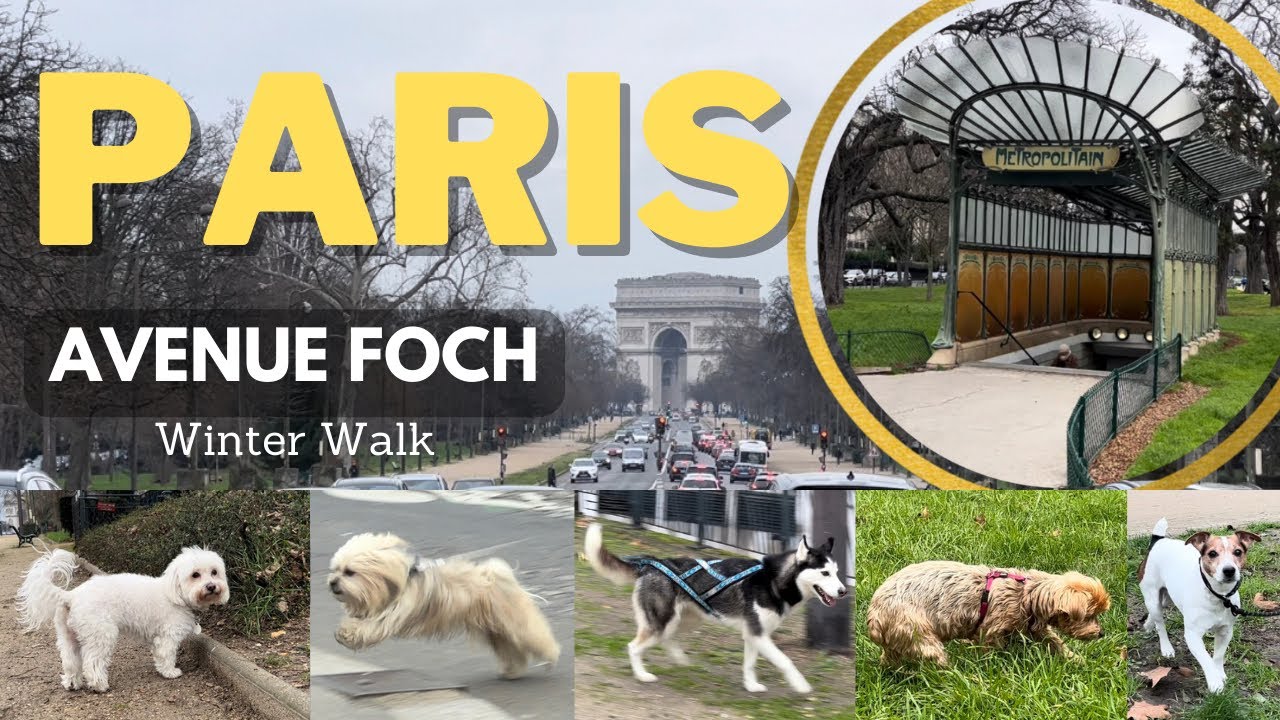 A walk on Avenue Foch, Paris (Jan 2023) - Don’t miss the cute dogs ...