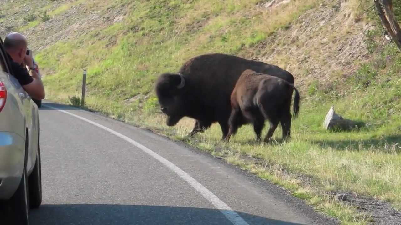 Bison in heat - YouTube