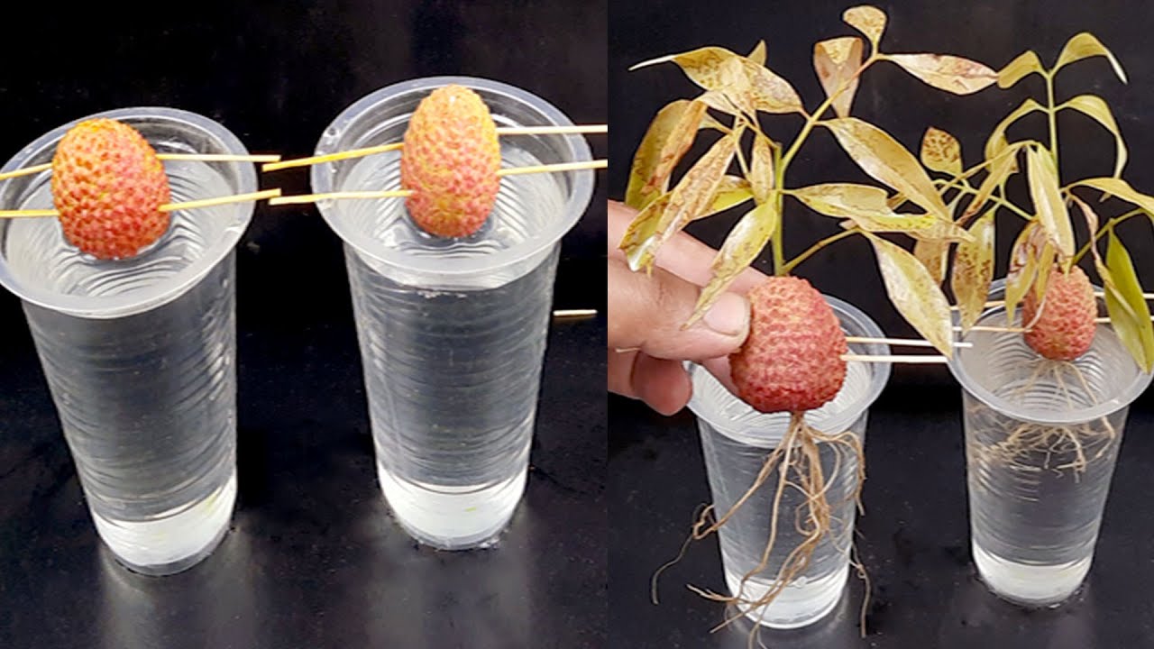 Simple method propagate Lychee plant with water, growing Lychee plant ...