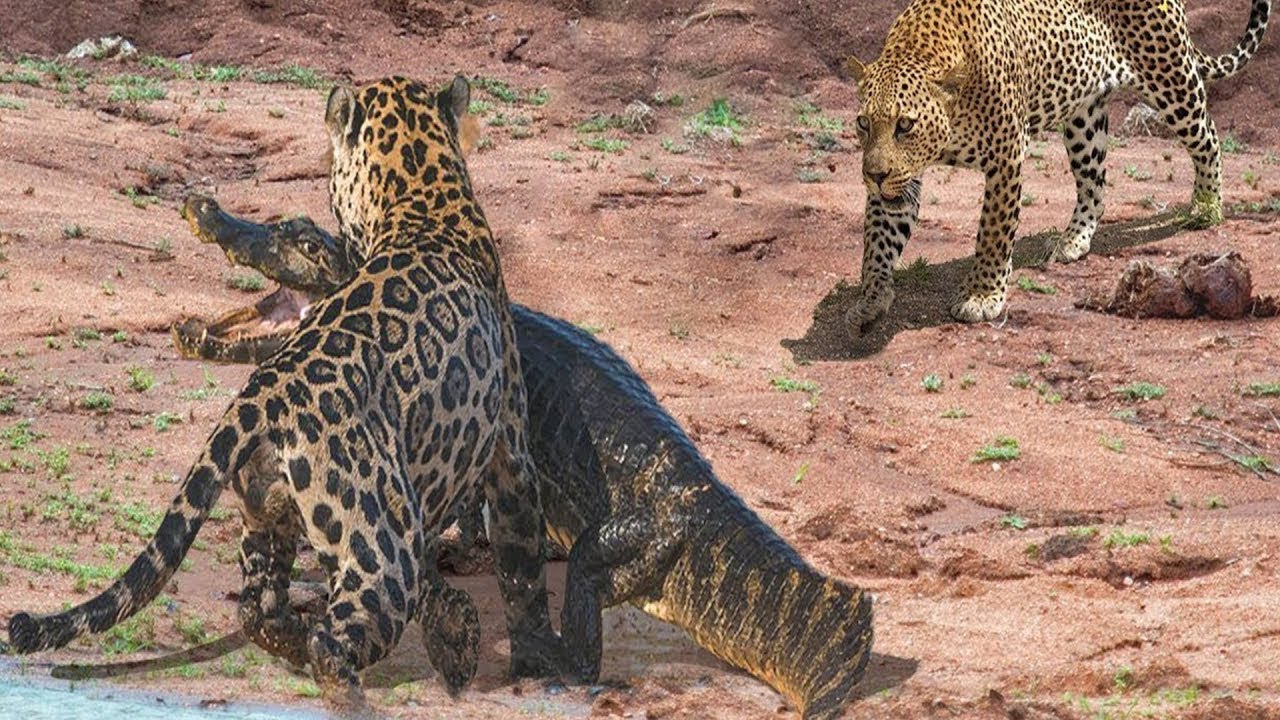 BIG BATTLE SCRAMBLE FOR PREY OF TWO JAGUARS – JAGUAR VS CROCODILE – THE ...
