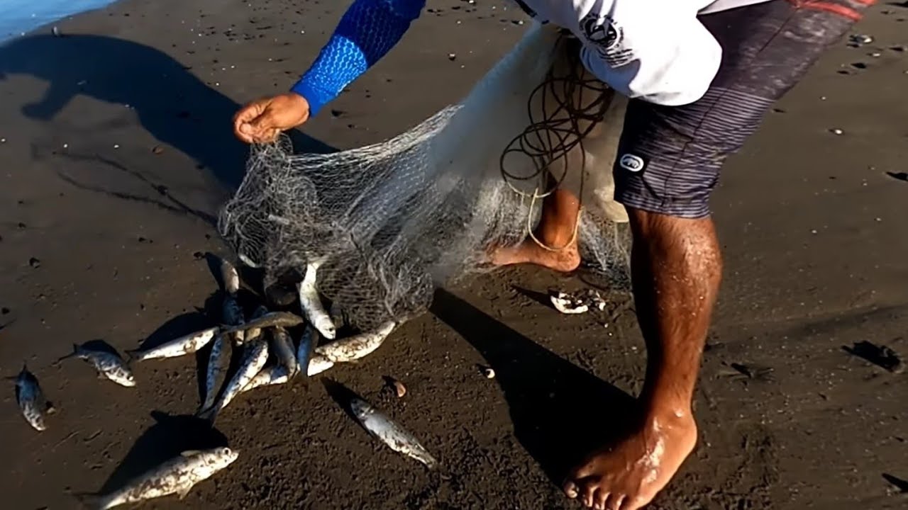 PESCA de Lisas CON ATARRAYA || PESCA DE ATARRAYA - YouTube