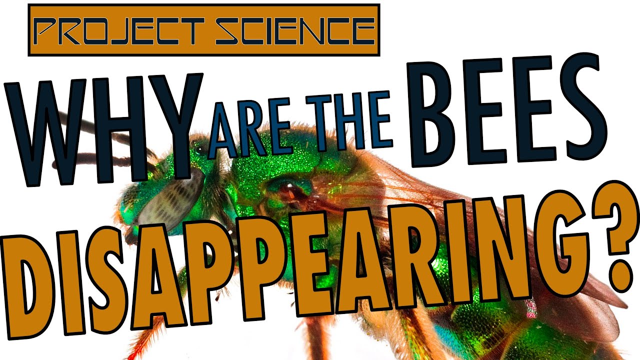 Why Are the Bees Disappearing? | Project Science - YouTube