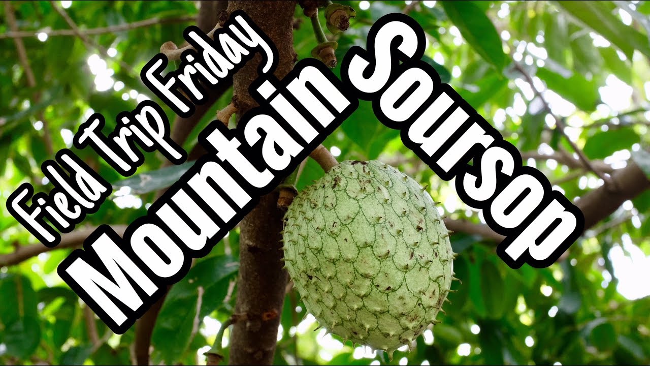 Field Trip Friday- All About Mountain Soursop - YouTube
