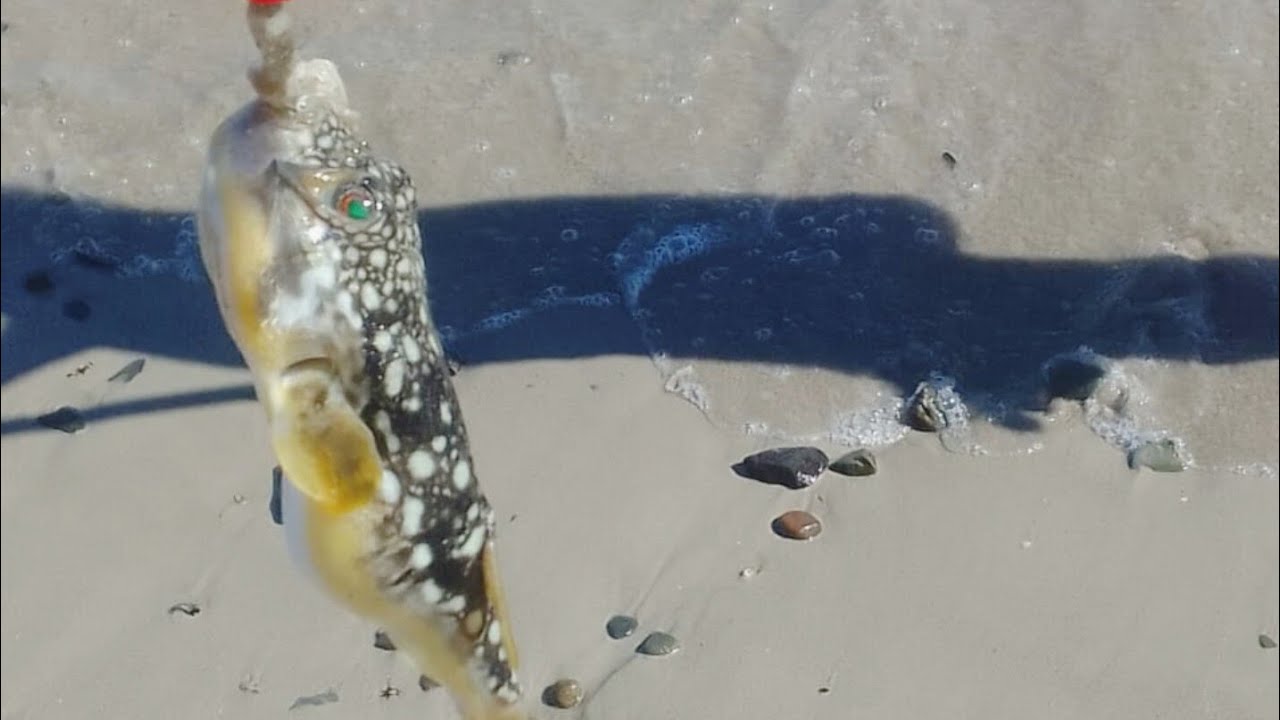 I caught a Pufferfish/Blaasoppie 🙄 fishing at Strand Western Cape - YouTube