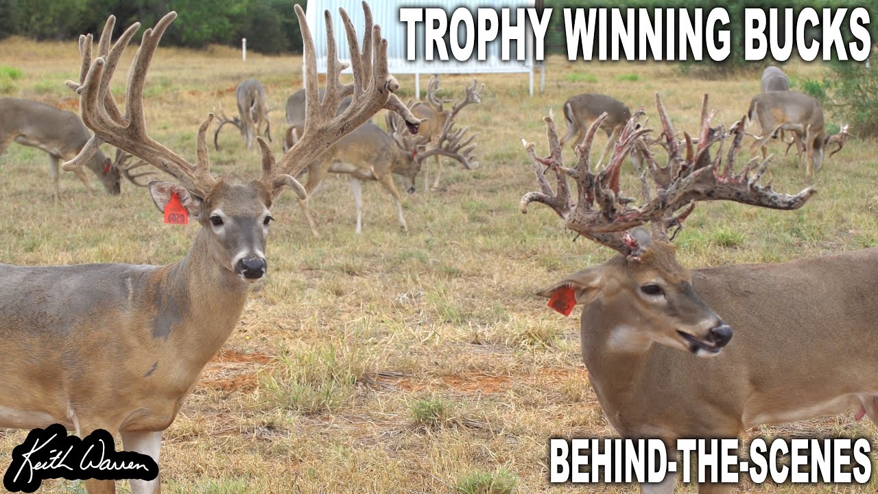 Working Deer at G2 Ranch | VLOG - YouTube