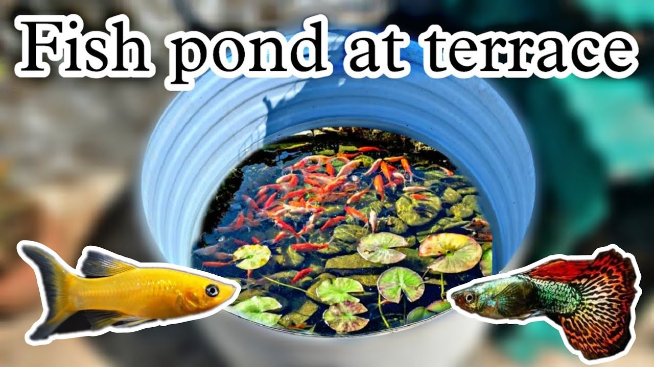 Fish Pond Update.| Fish Pond At Terrace.| Guppy Fish Breeding.| Fish ...