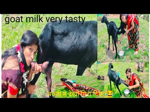 Drinking milk directly from the goat 🐐 by Indian cute girl 👧#goat #animals #drinking 👍like Subscribe