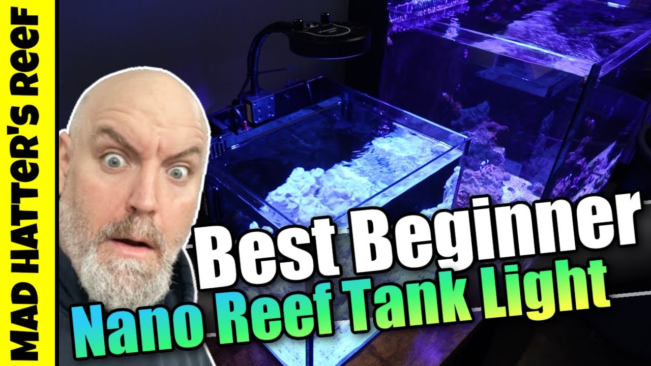 Best Led Lights For Nano Reef Tank | Shelly Lighting