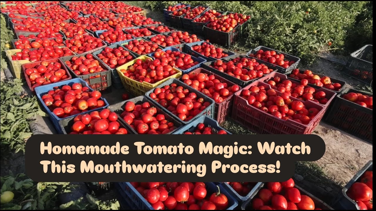 Homemade Tomato Magic: Watch This Mouthwatering Process! - YouTube