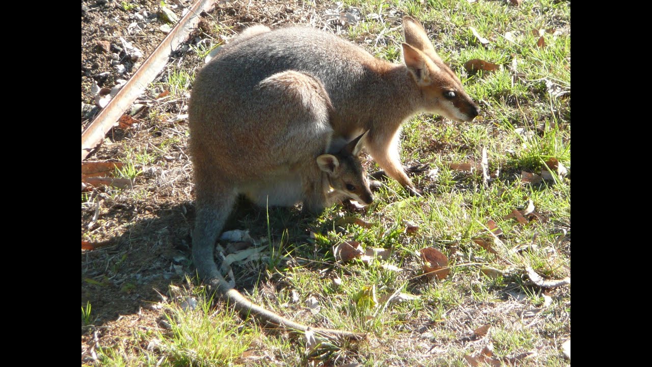 'DANCING JOEY'. Baby Wallaby. - YouTube