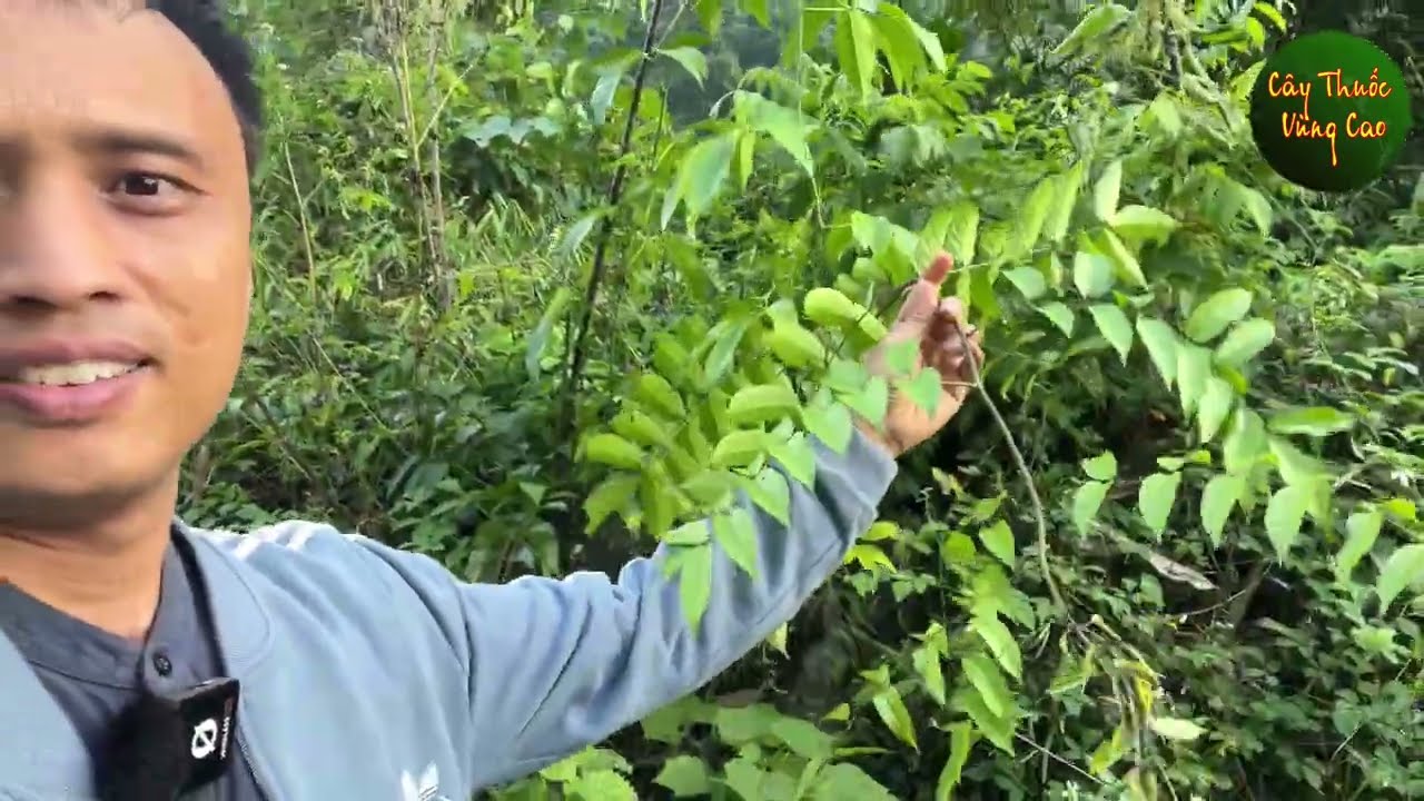 Cây Này 99,9% Người Chưa Biết, Biết Dùng Rất Hay| CTVC - YouTube