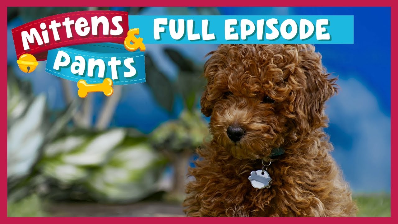 Puppy Detective 🐶 | Mittens & Pants Full Episodes - YouTube