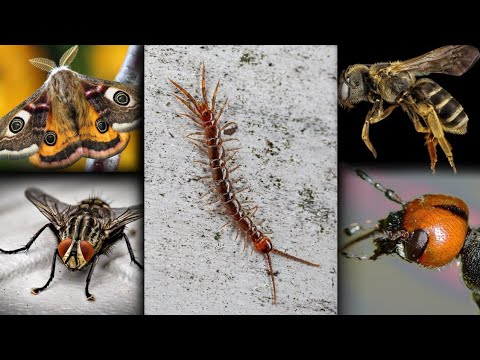 Insectos Peligrosos Y Letales Del Mundo Top 10 - YouTube