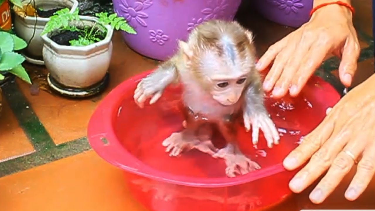 Good job!! Beauty baby monkey want to Swimming in the Small Bath #Luzar ...