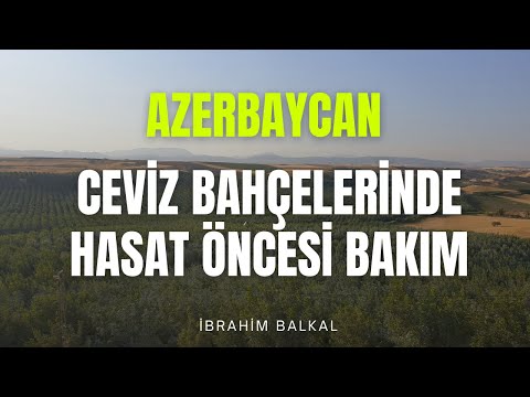 Azerbaycan Ceviz Bahçelerinde Hasat Öncesi Bakım