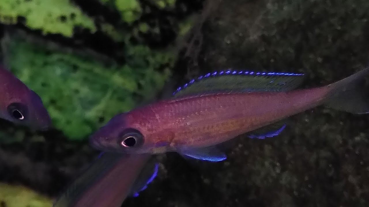 Paracyprichromis nigripinnis blue neon fry, ready for the showtank ...