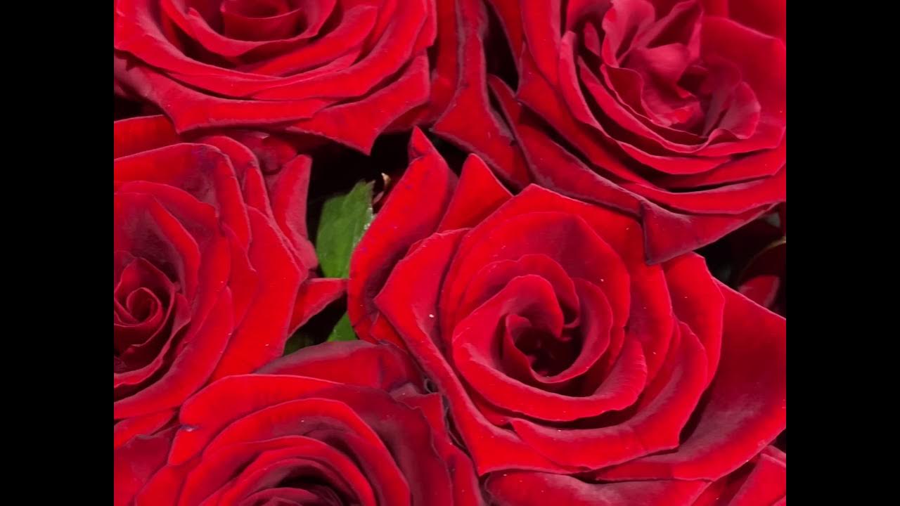Красные розы без упаковки - YouTube
