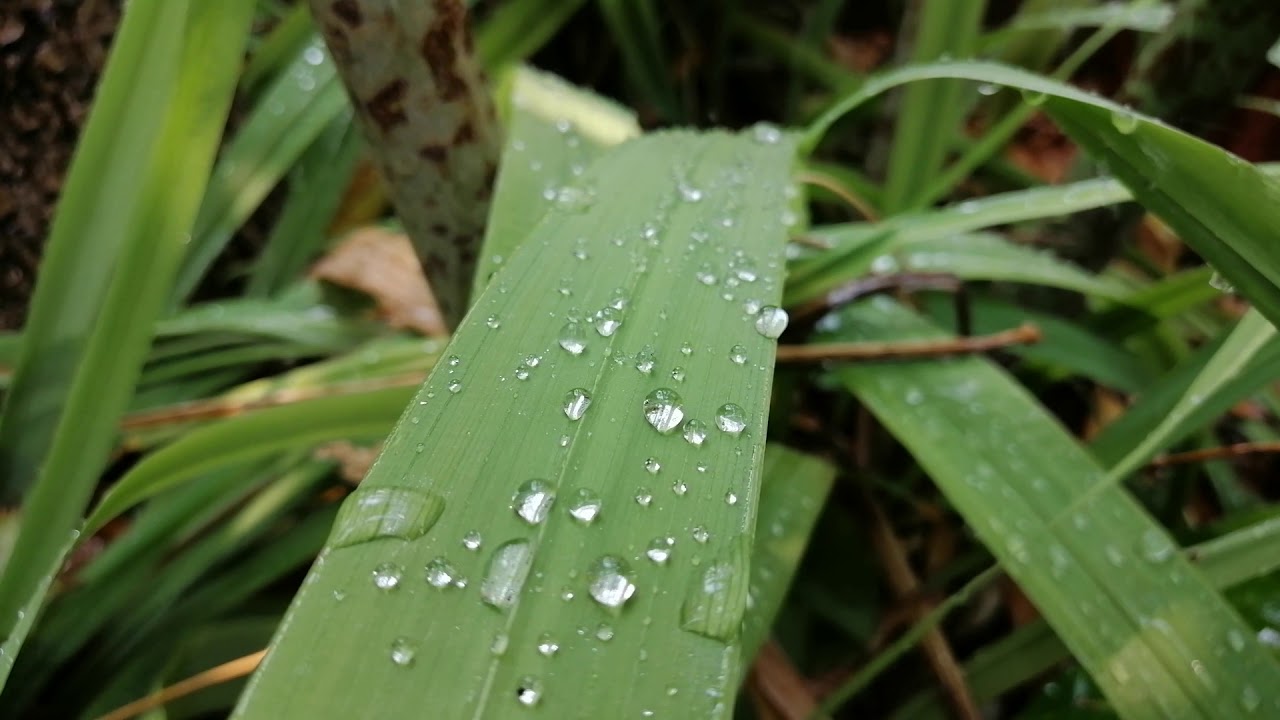 🎧 Lluvia Ligera | Sonido ambiente continuo y relajante | 17 Segundos 🎵🎶 ...