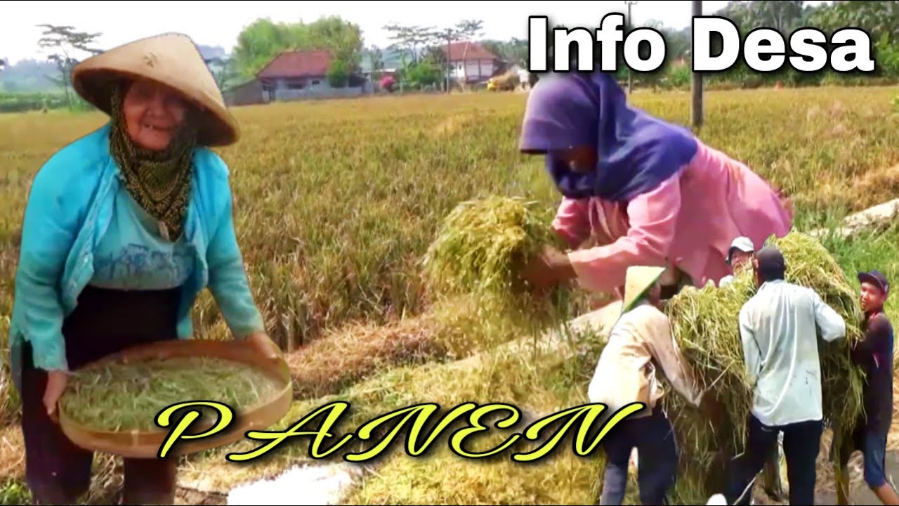 Rela Kepanasan Mencari Padi Sisa Panen | Suasana Panen Padi Ds Ngampungan [Vlog - YouTube