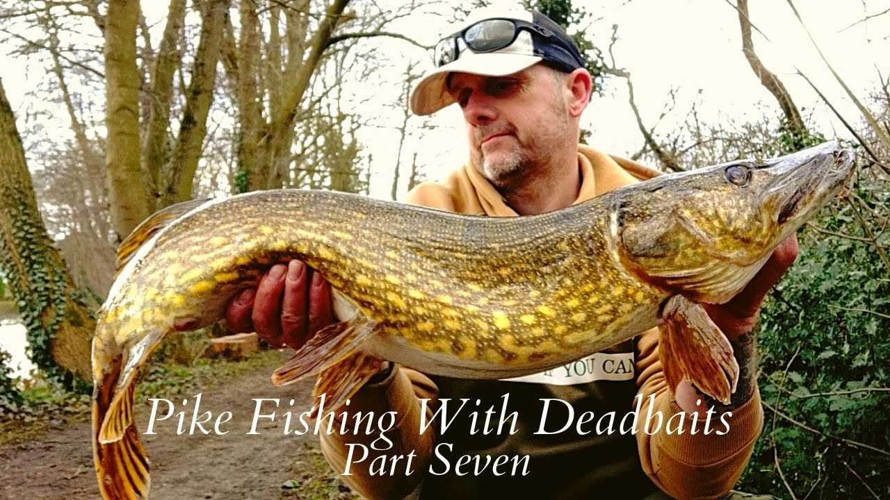 PIKE FISHING WITH DEADBAITS PART SEVEN One last BIG Pike to end the ...