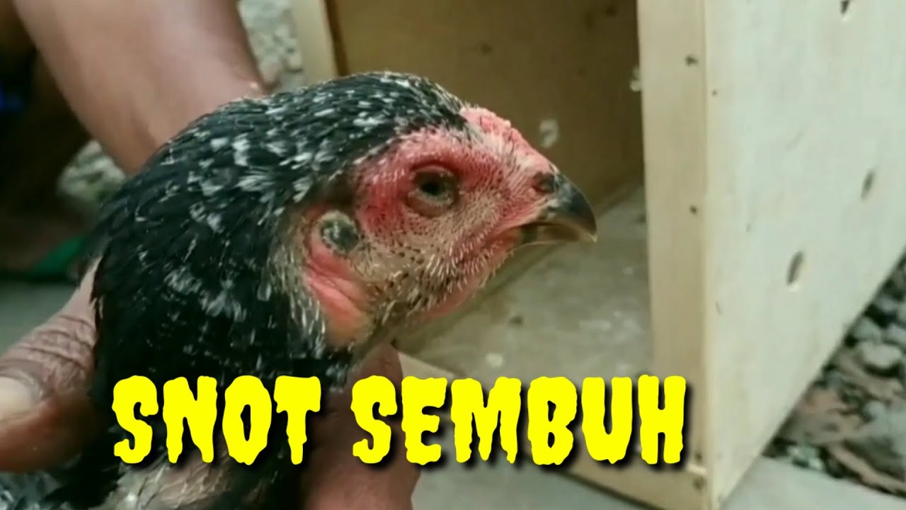 CARA SEMBUHKAN SNOT PADA ANAK AYAM ( PART 1 ) - YouTube