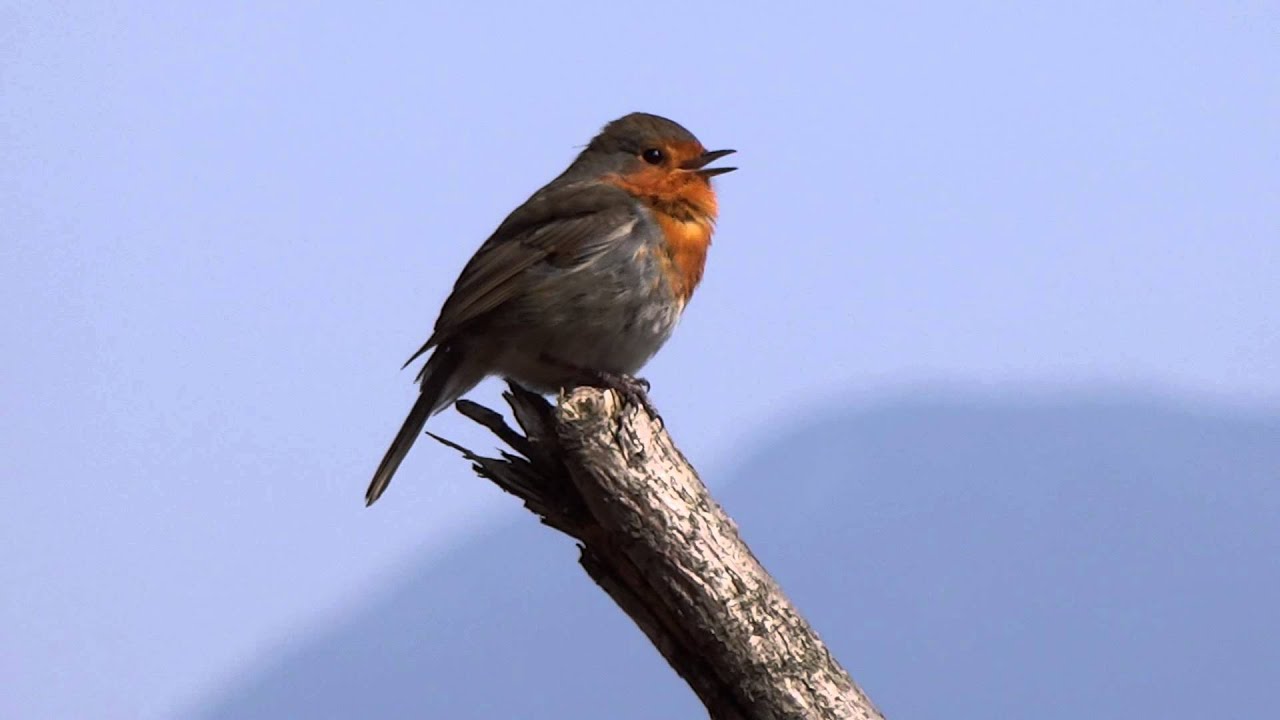 Robin on a branch chirping singing - YouTube