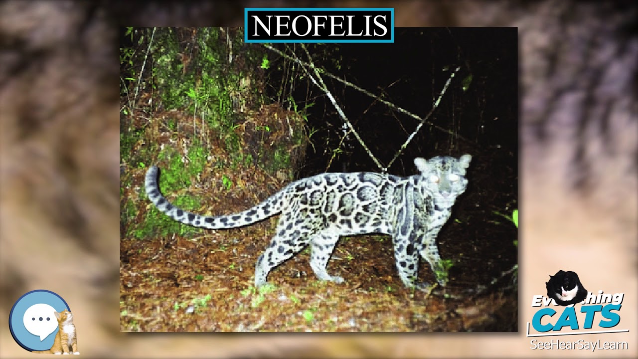 Neofelis 🐱🦁🐯 EVERYTHING CATS 🐯🦁🐱 - YouTube