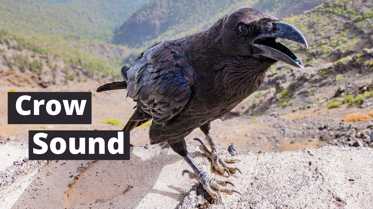 Crow Sound Effect | Crow Bird Sound | Kingdom Of Awais - YouTube